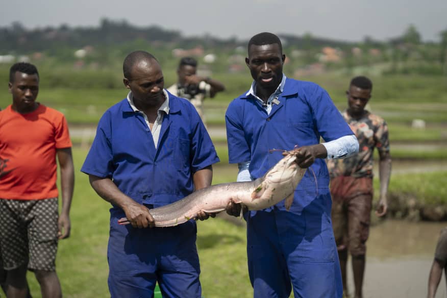 Masheda Foods opens Uganda's first catfish processing factory